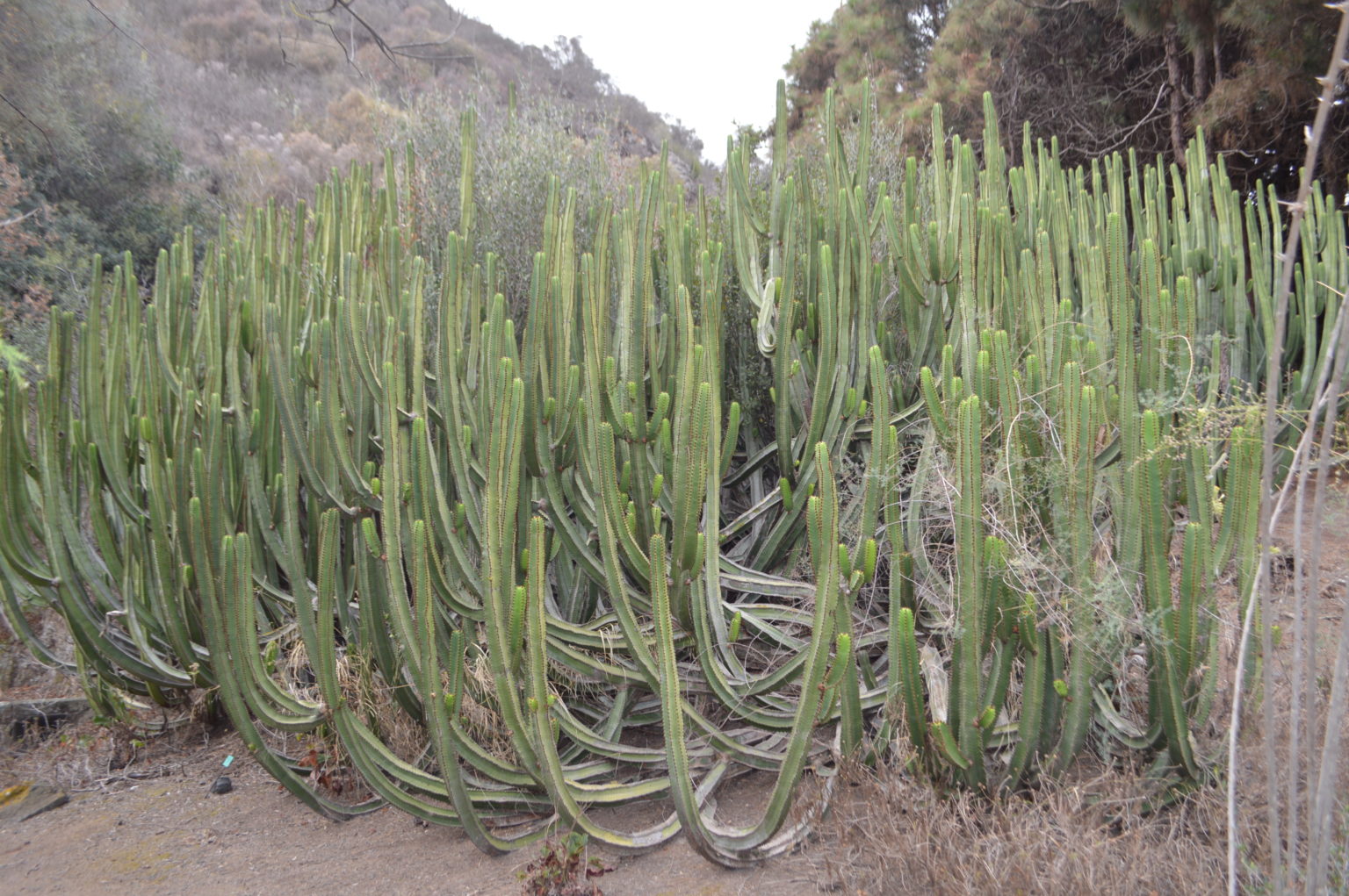 Cardón – Plantas Medicinales Canarias