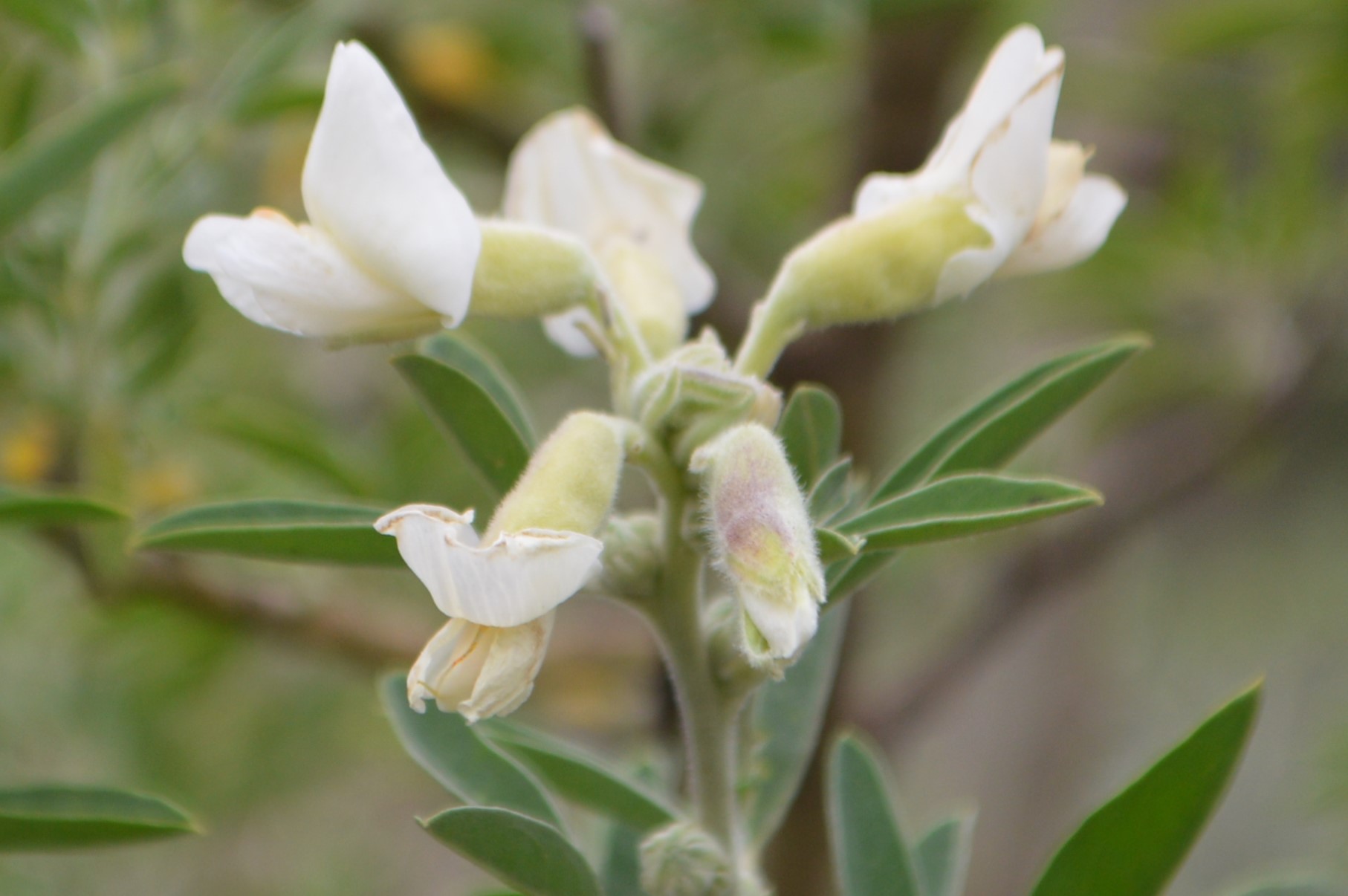 Pinar – Plantas Medicinales Canarias