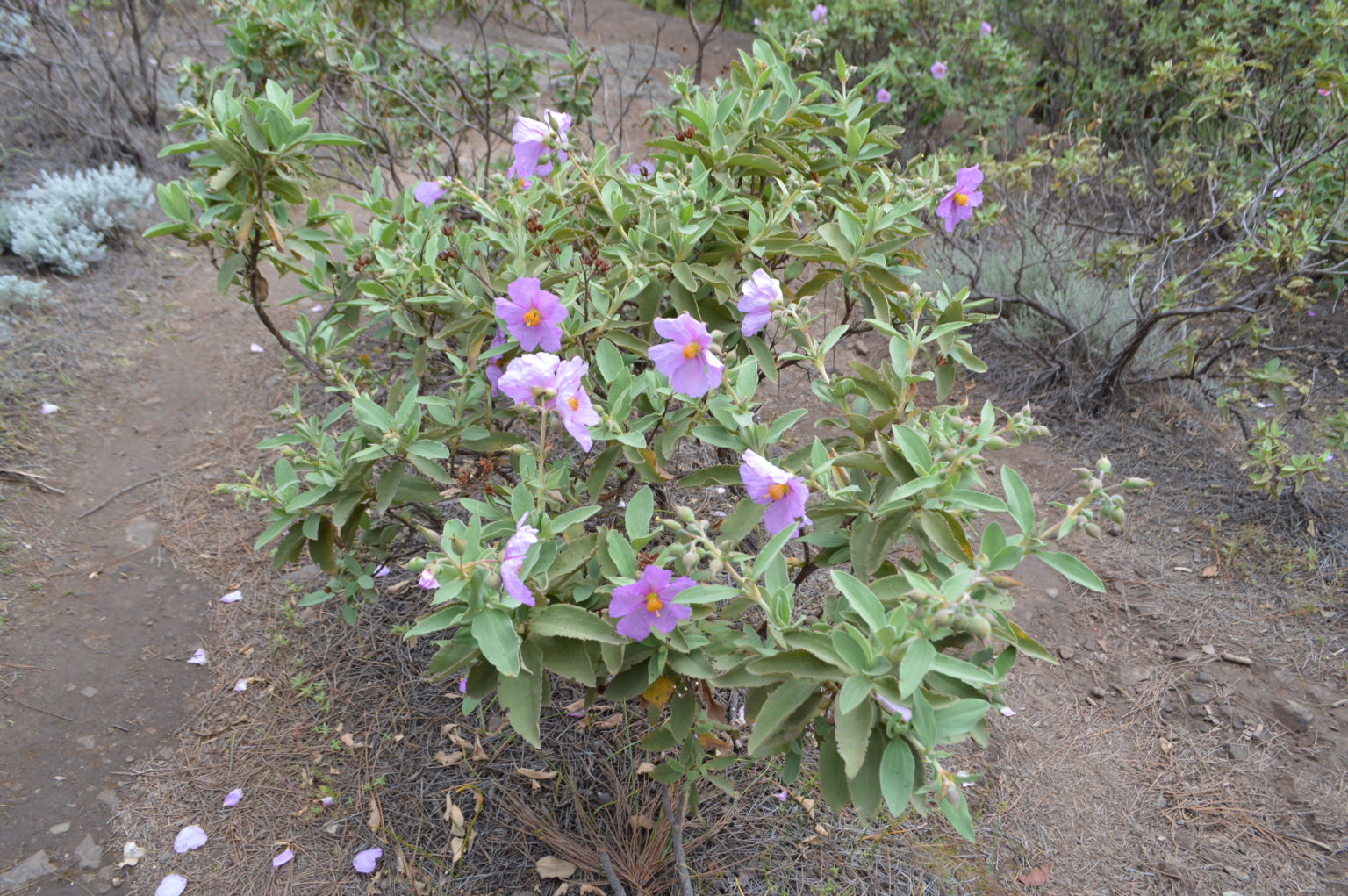 Jarón – Plantas Medicinales Canarias