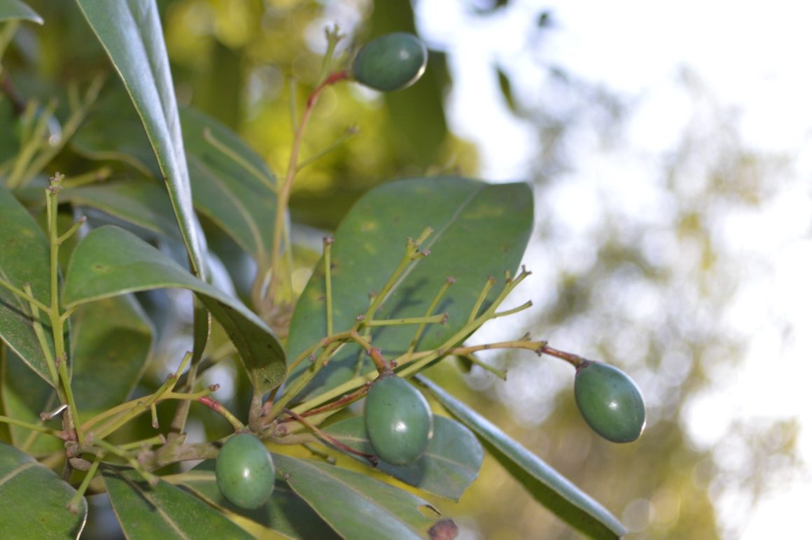 Laurel – Plantas Medicinales Canarias