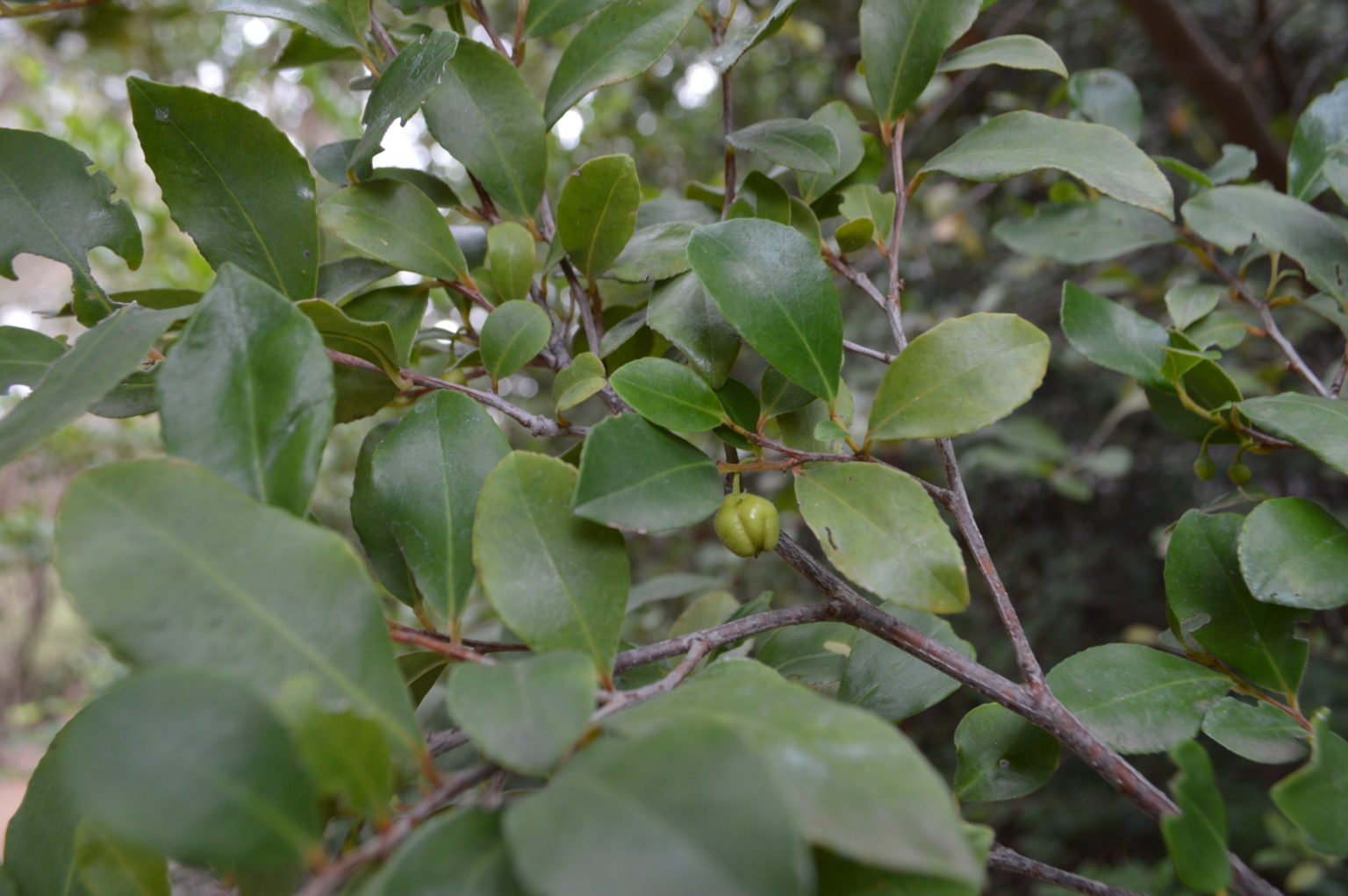 Mocán – Plantas Medicinales Canarias