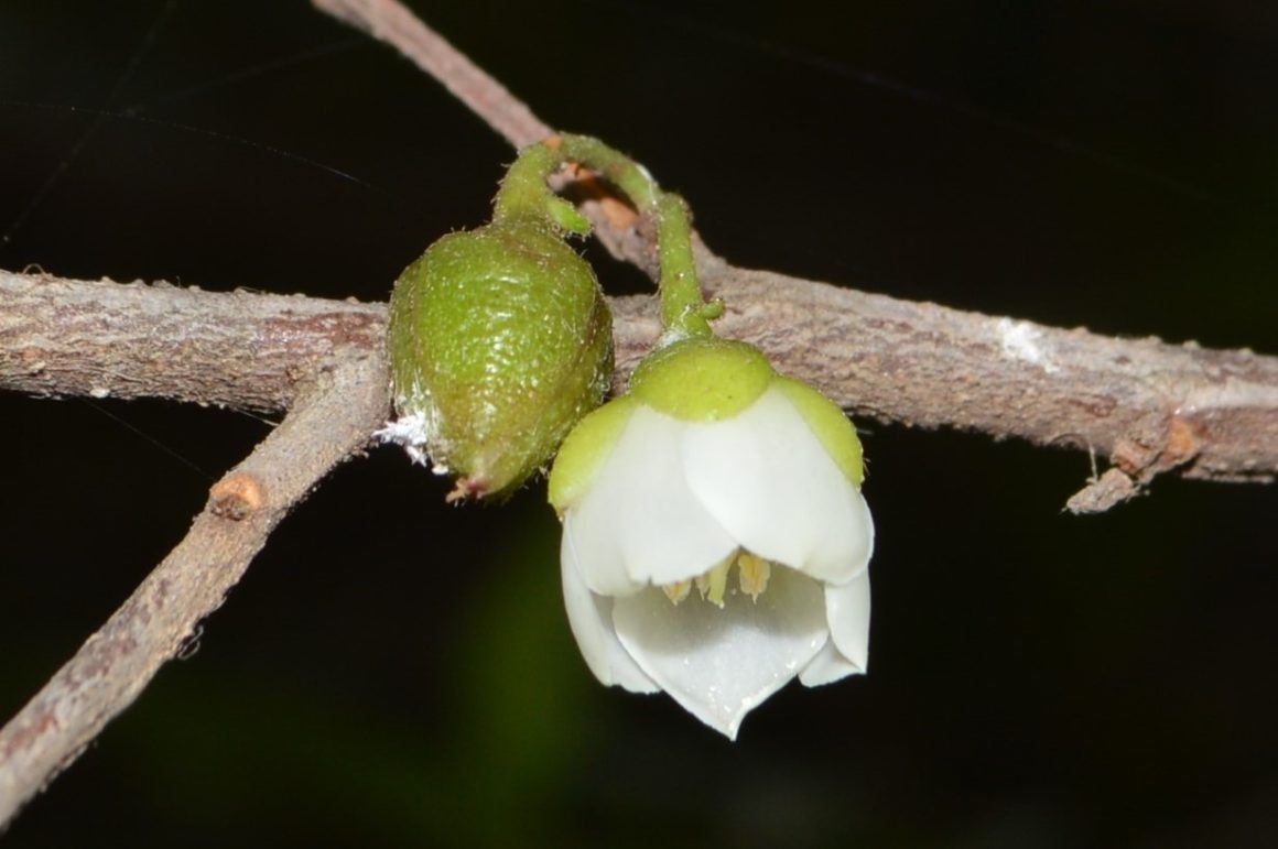 Mocán – Plantas Medicinales Canarias
