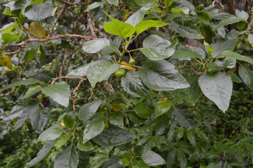 Orobal – Plantas Medicinales Canarias