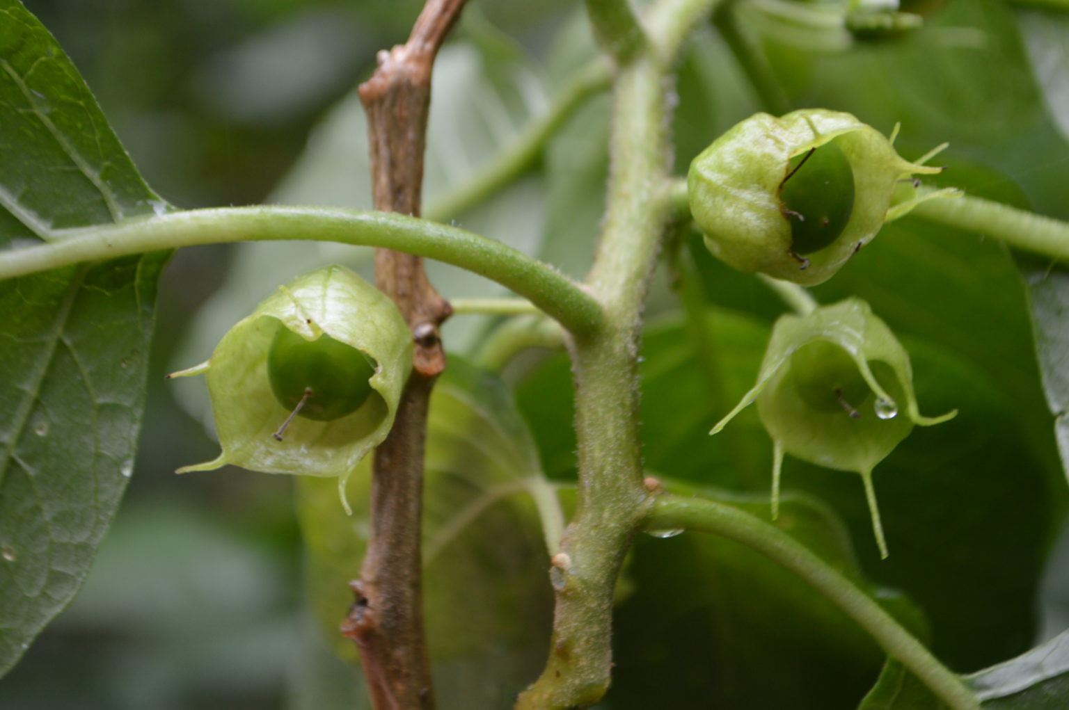 Orobal – Plantas Medicinales Canarias