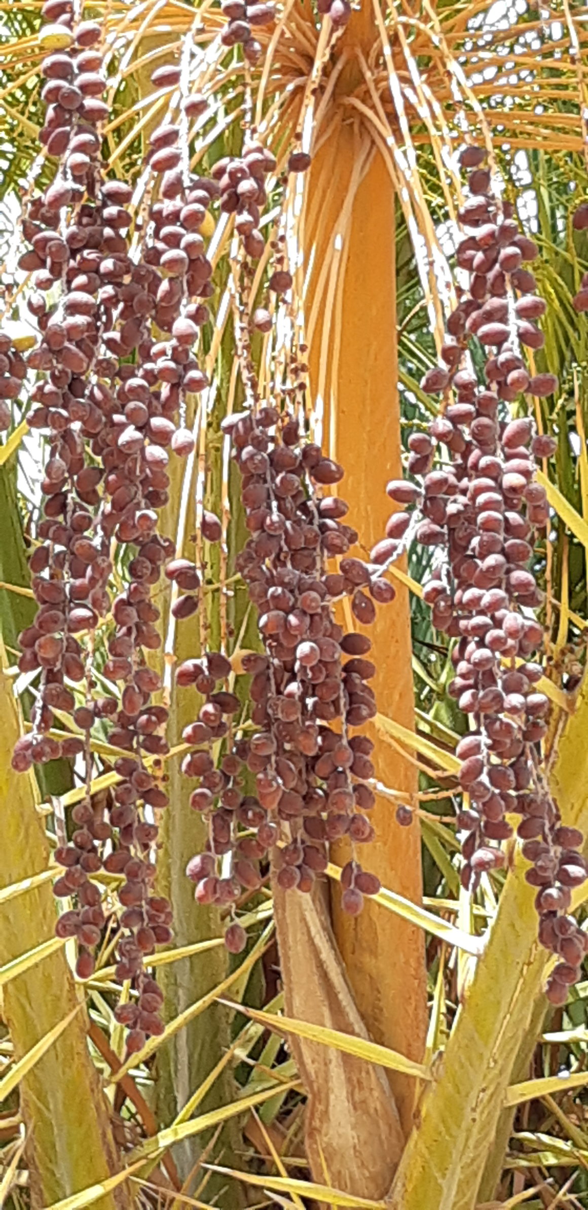 Termófilo – Plantas Medicinales Canarias