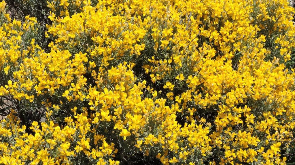 retama amarilla – Plantas Medicinales Canarias