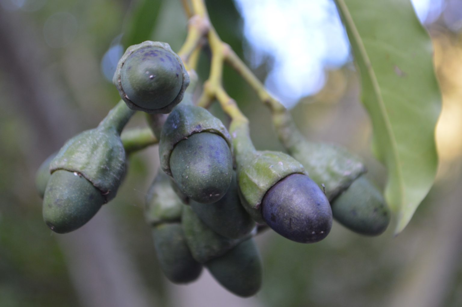 Til o Tilo – Plantas Medicinales Canarias
