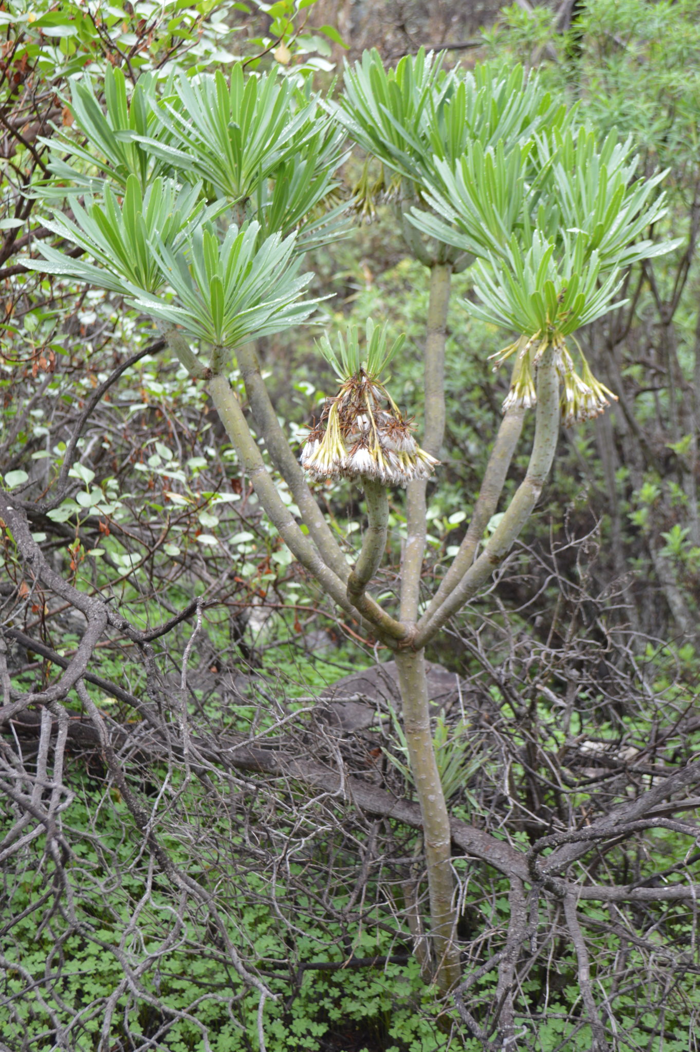 Verol o Verode – Plantas Medicinales Canarias