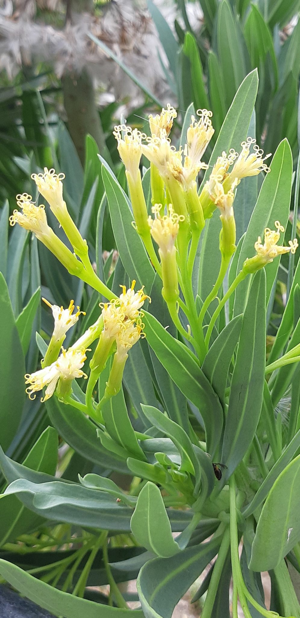 Verol o Verode – Plantas Medicinales Canarias