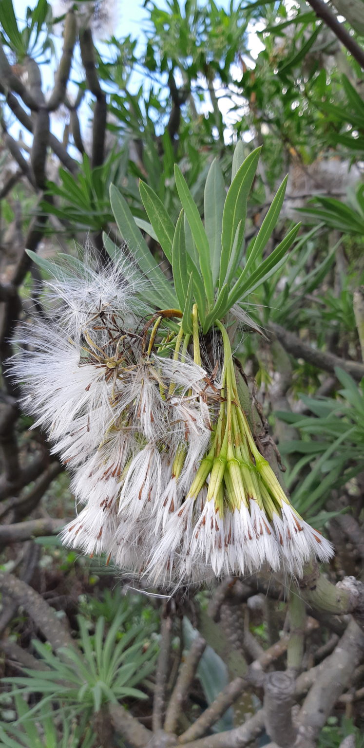 Verol o Verode – Plantas Medicinales Canarias