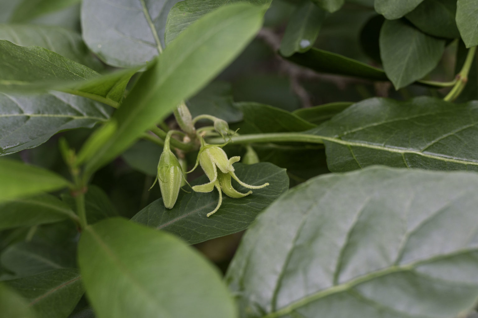 Orobal – Plantas Medicinales Canarias