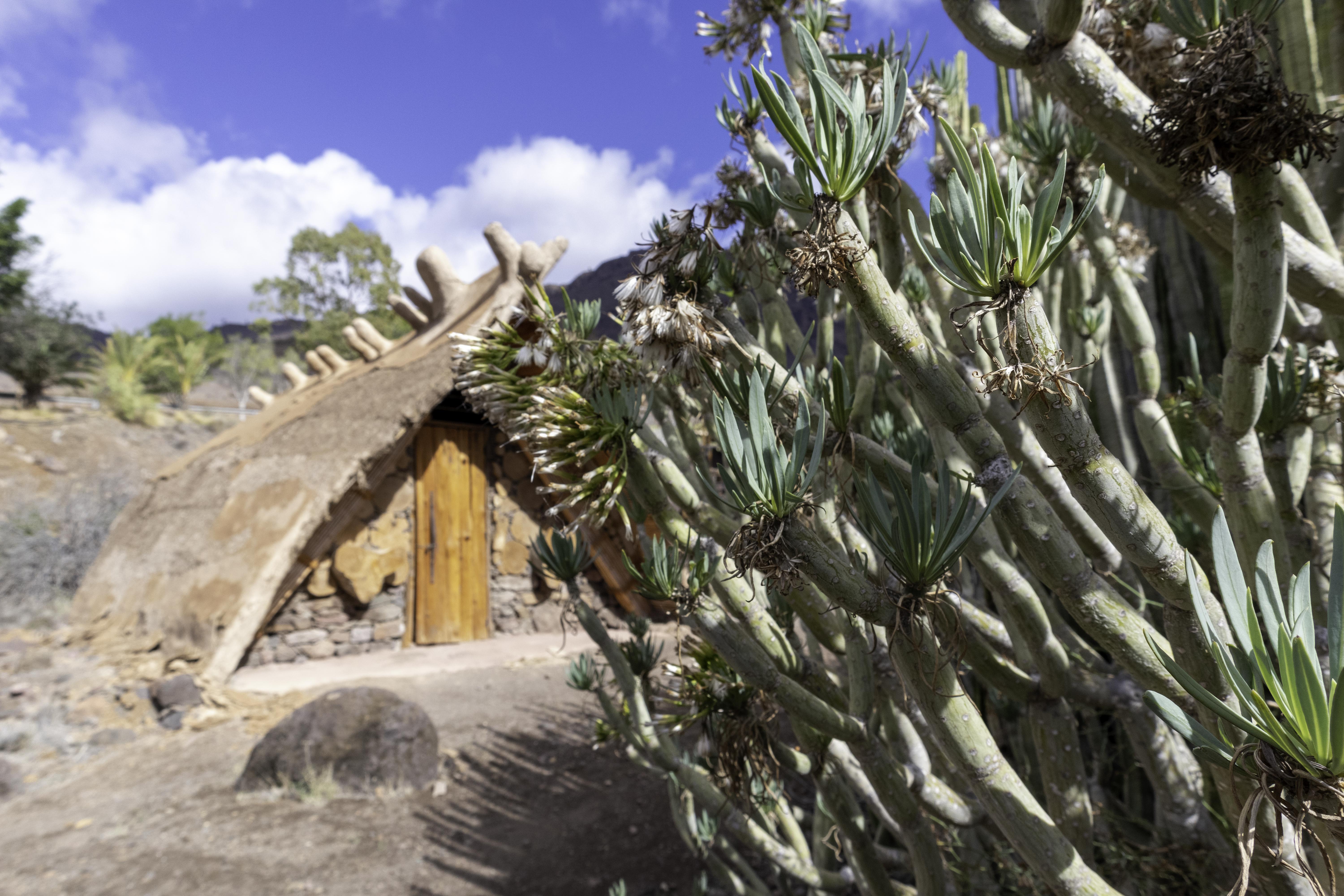 Verol o Verode – Plantas Medicinales Canarias