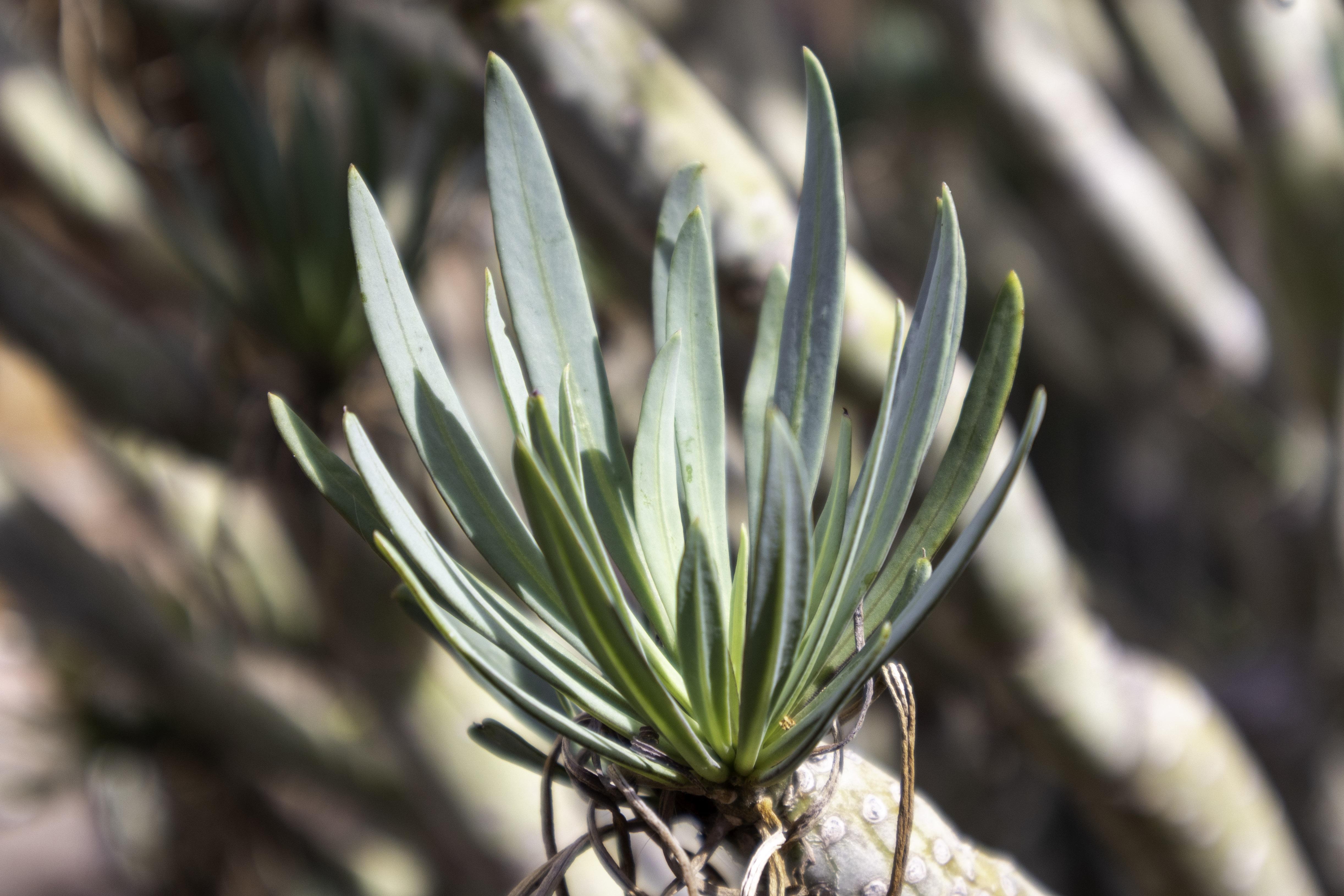 Verol o Verode – Plantas Medicinales Canarias