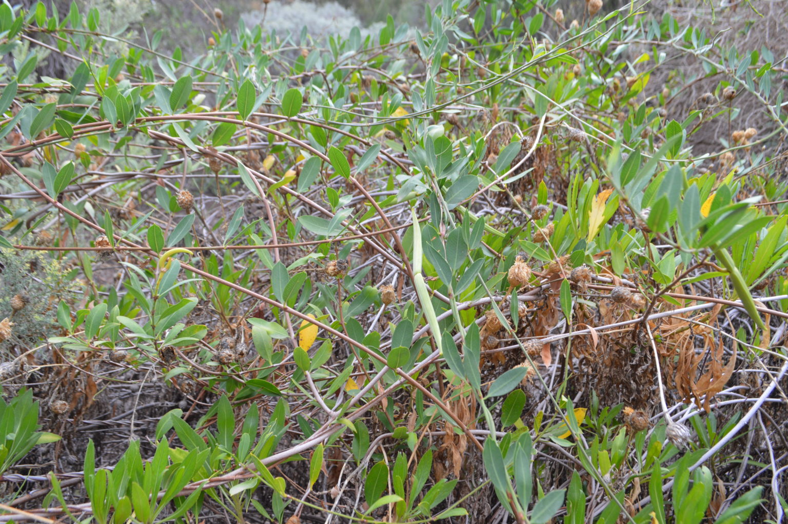 Cornical – Plantas Medicinales Canarias