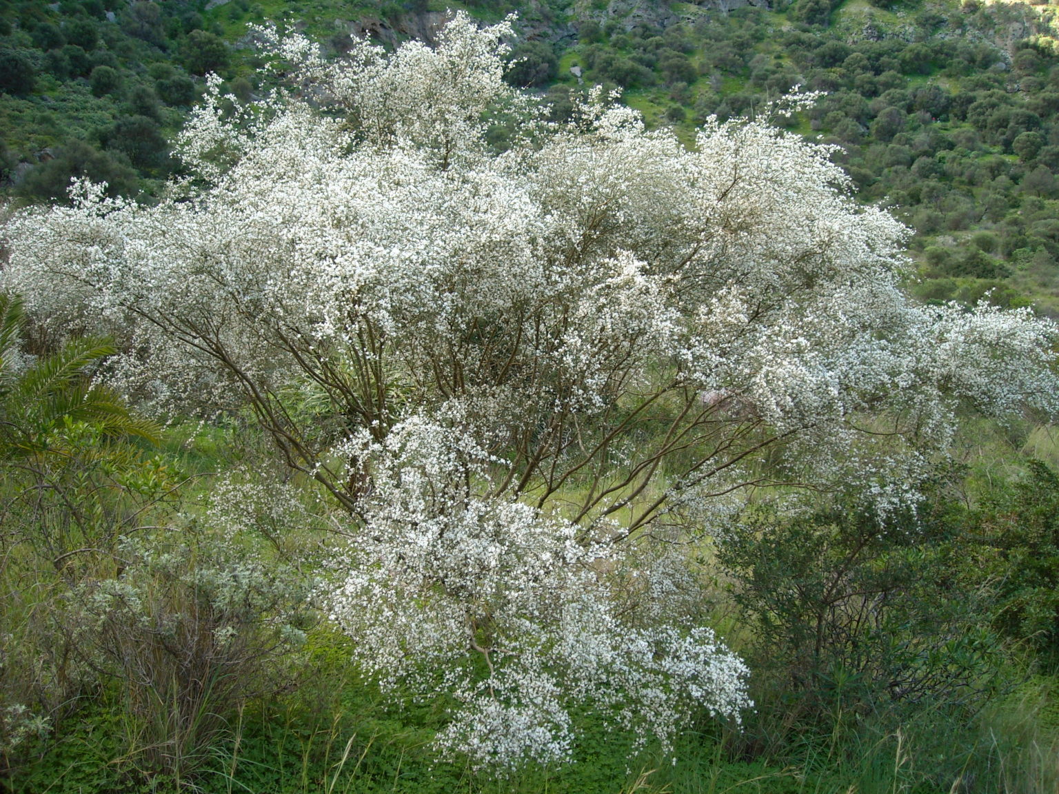 Retama Blanca – Plantas Medicinales Canarias