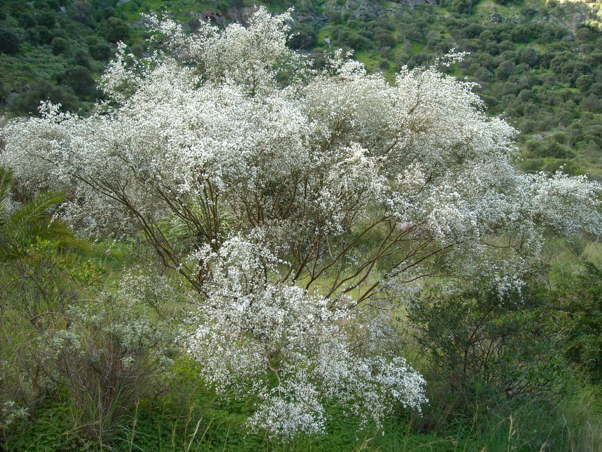 Retama Blanca – Plantas Medicinales Canarias