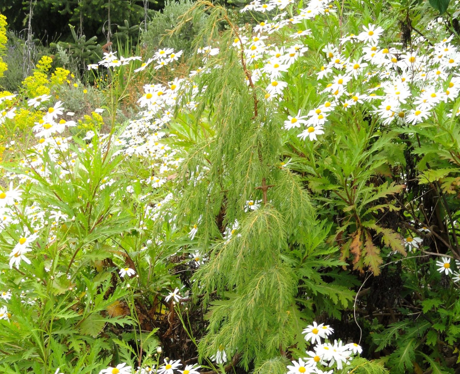 cedro – Plantas Medicinales Canarias