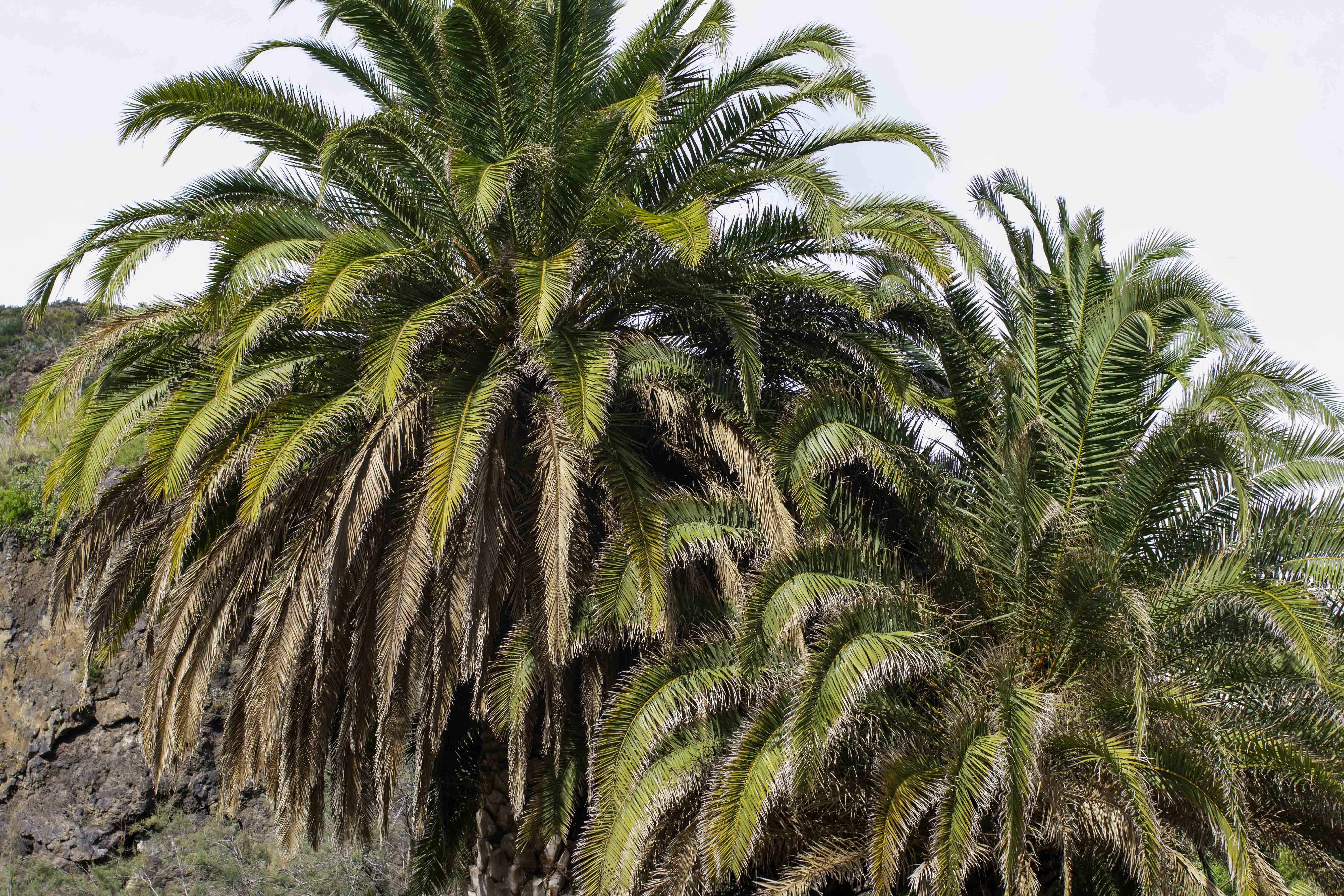 Palmera Canaria – Plantas Medicinales Canarias
