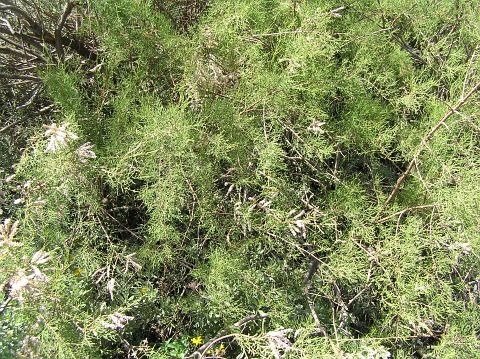Tarajal, tarahal – Plantas Medicinales Canarias