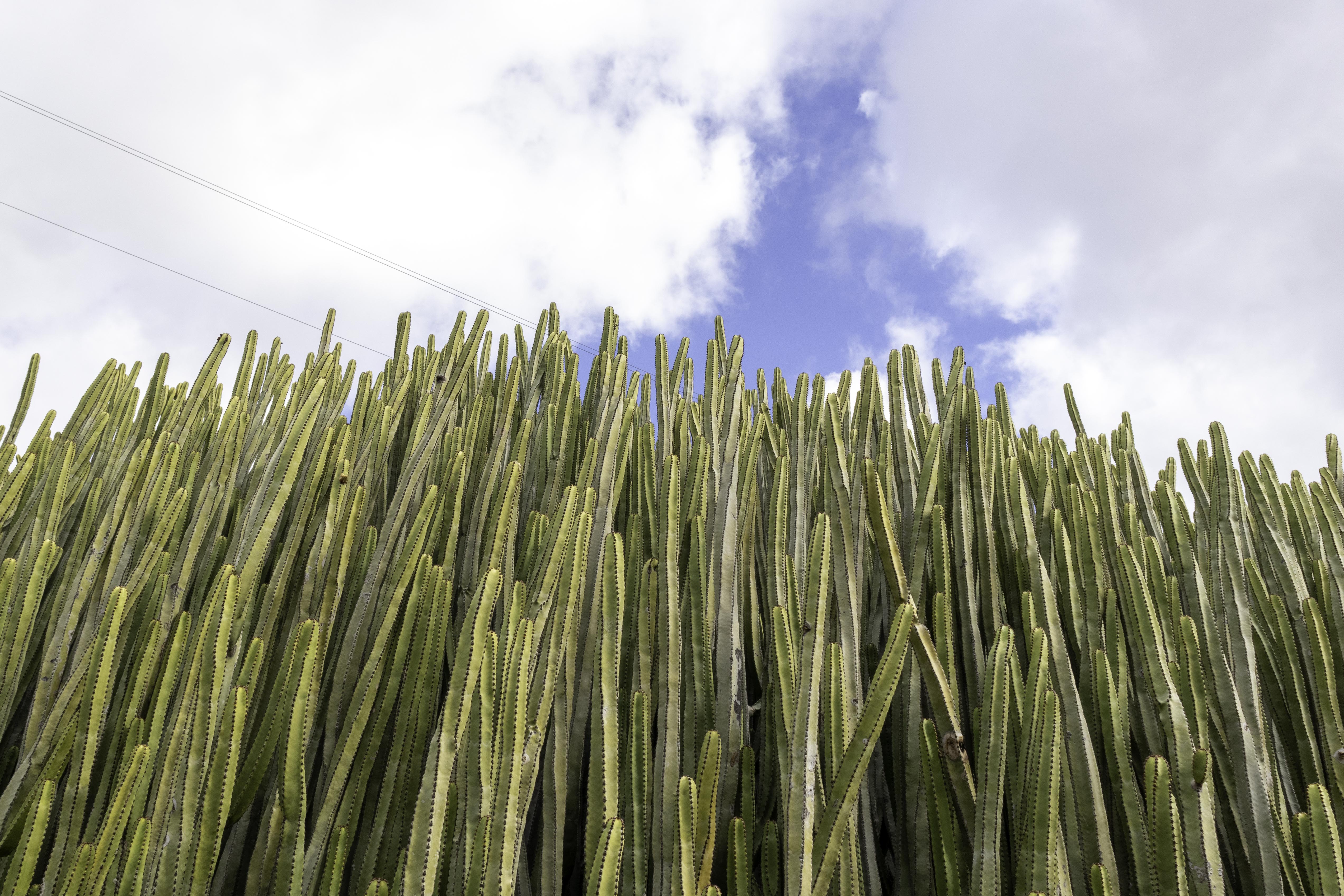 Cardón – Plantas Medicinales Canarias