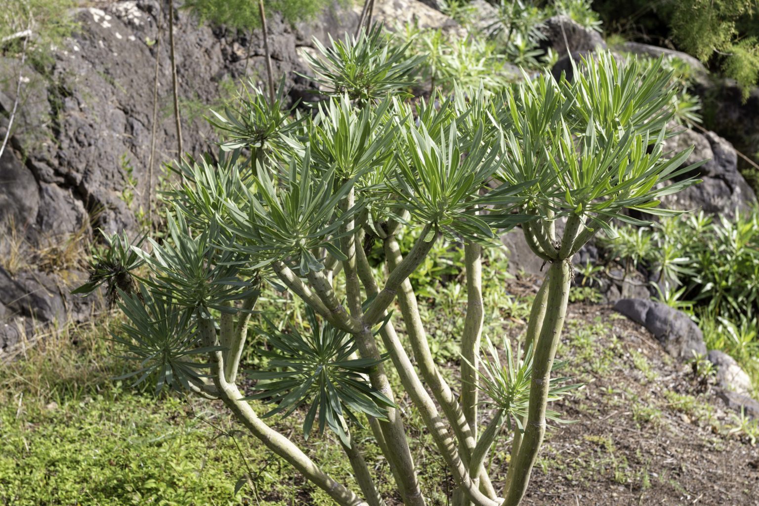 Verol o Verode – Plantas Medicinales Canarias